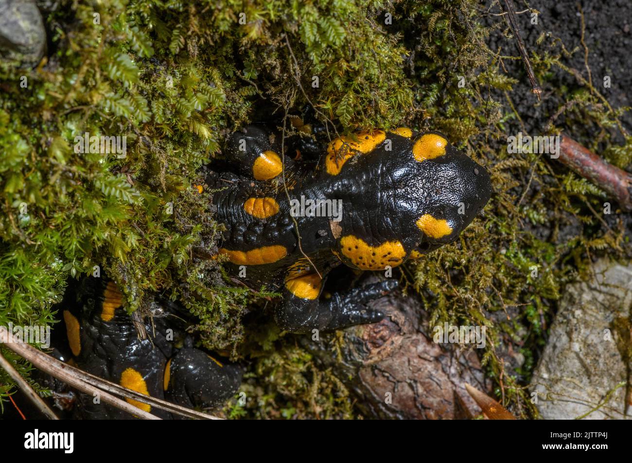 Fire salamander, Salamandra salamandra, in montane beech woodland ...