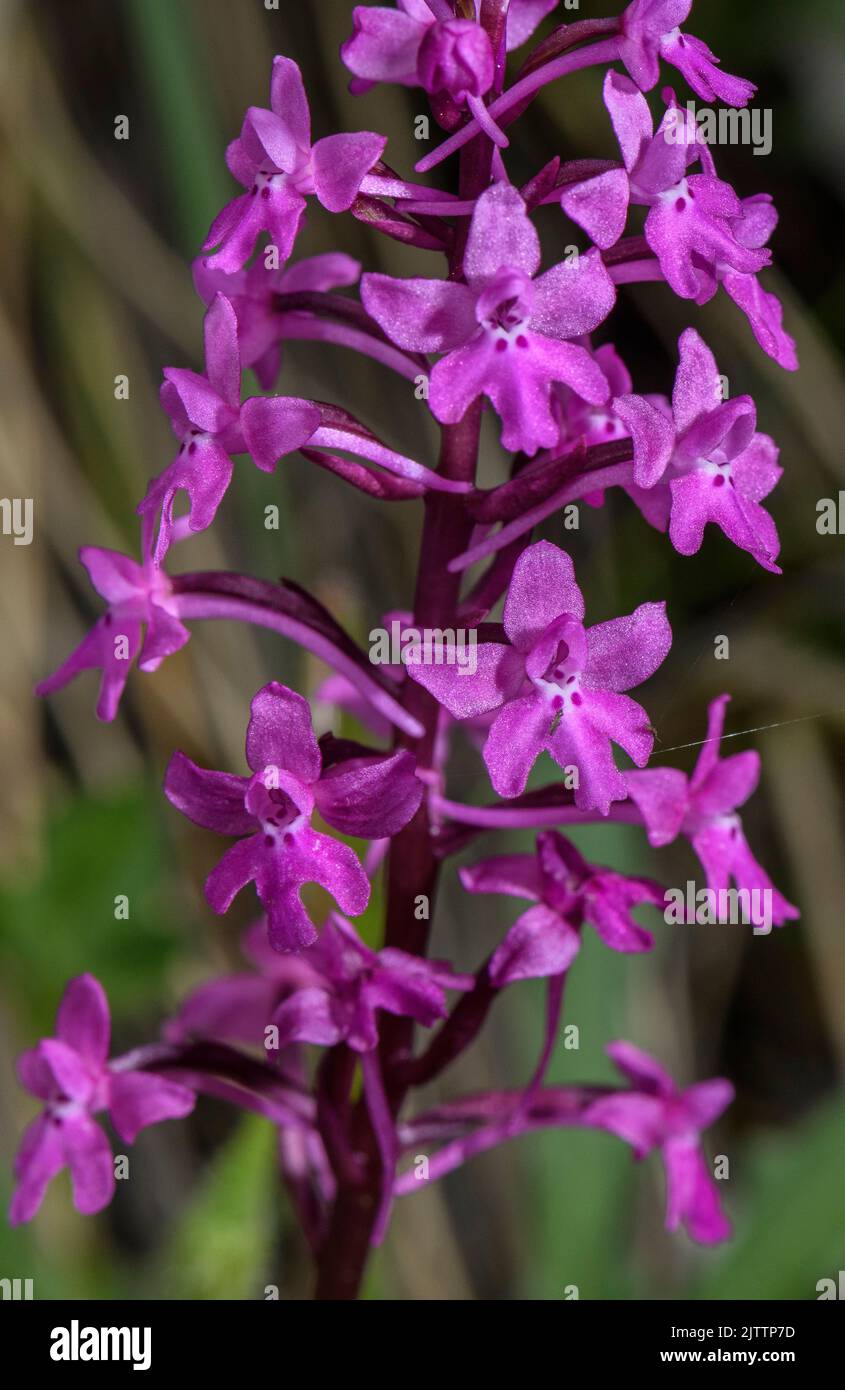 Four-spotted orchid, Orchis quadripunctata, in flower, Greece Stock ...