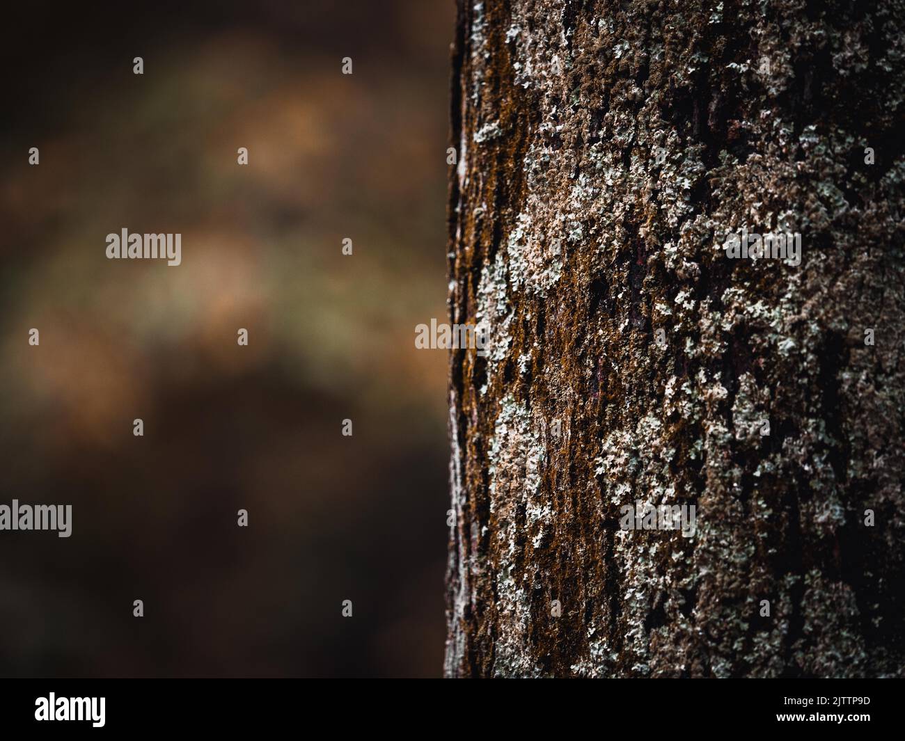 A soft focus of a tree trunk with gray lichens Stock Photo - Alamy