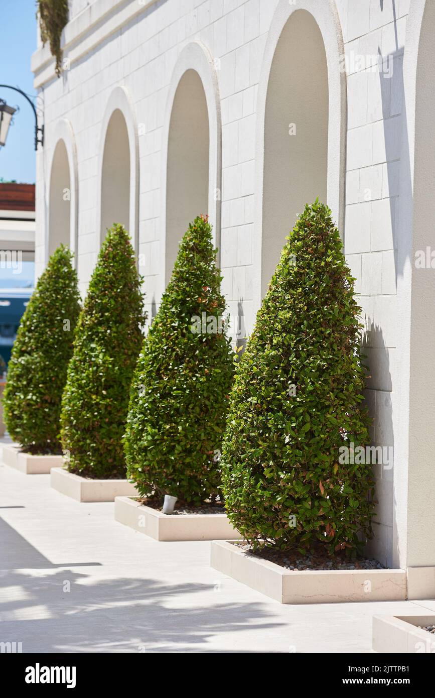 Green trimmed bushes near the building Stock Photo - Alamy