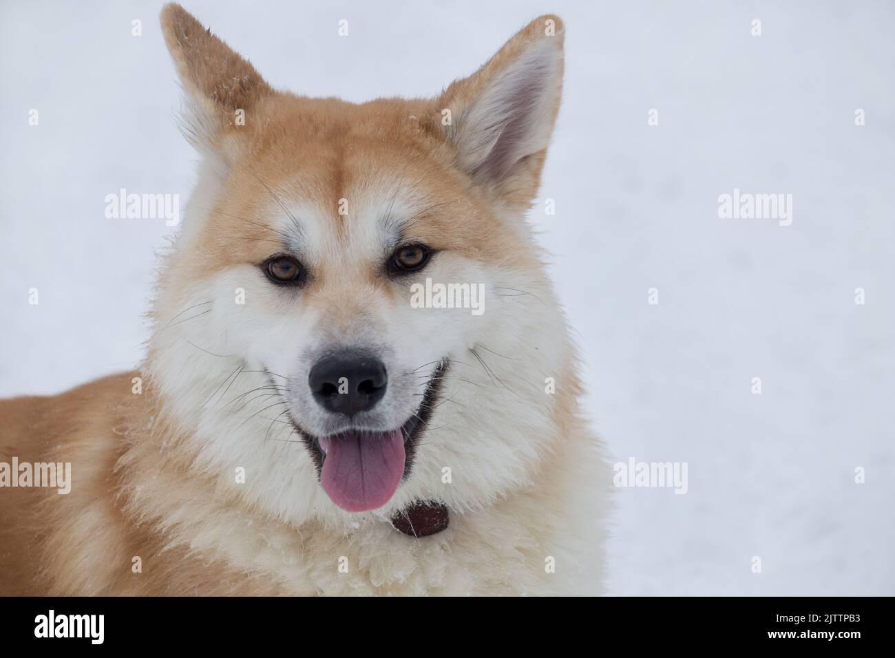 Akita inu puppy is looking at the camera in the winter park. Japanese ...