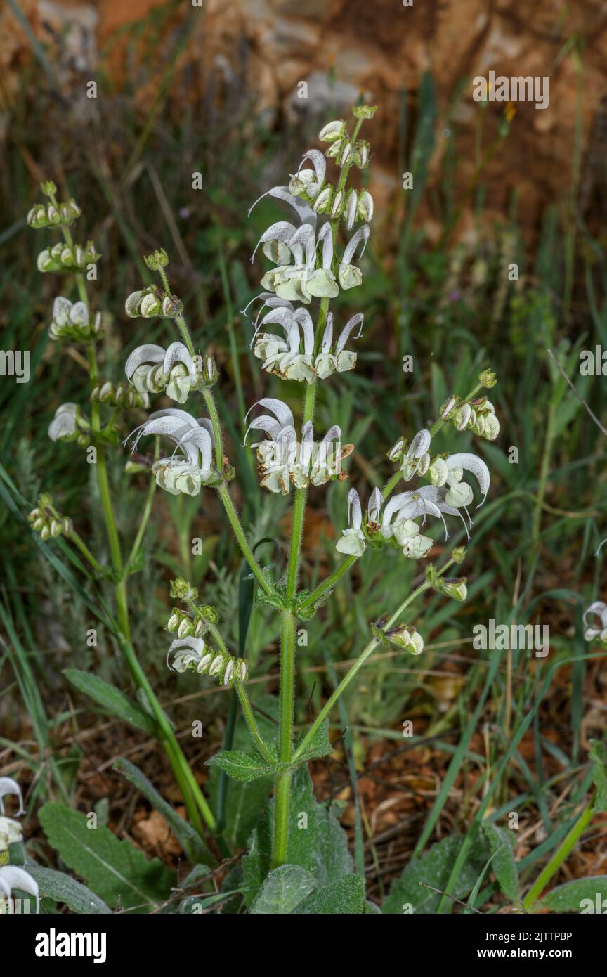 Salvia argentea hi-res stock photography and images - Alamy