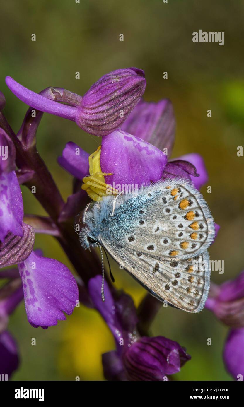 Yellow Crab Spider, Misumena, with common blue butterfly, on Green ...