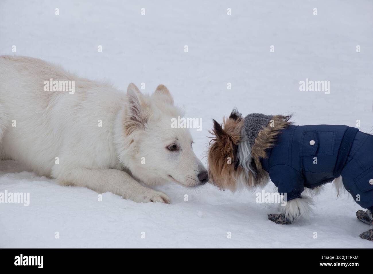 Cute yorkshire terrier puppy and white swiss shepherd dog are playing ...