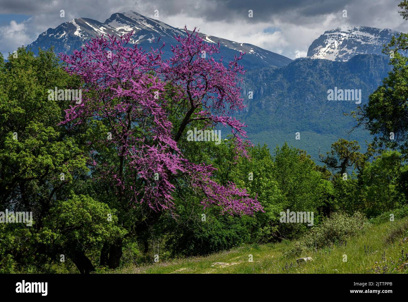 A large old Judas tree, Cercis siliquastrum, in flower on edge of ...