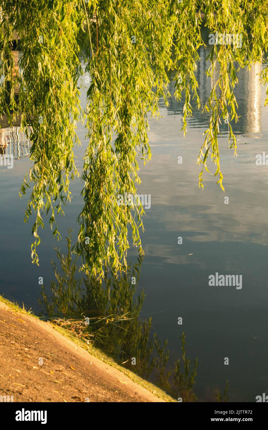 Osiers hi-res stock photography and images - Alamy