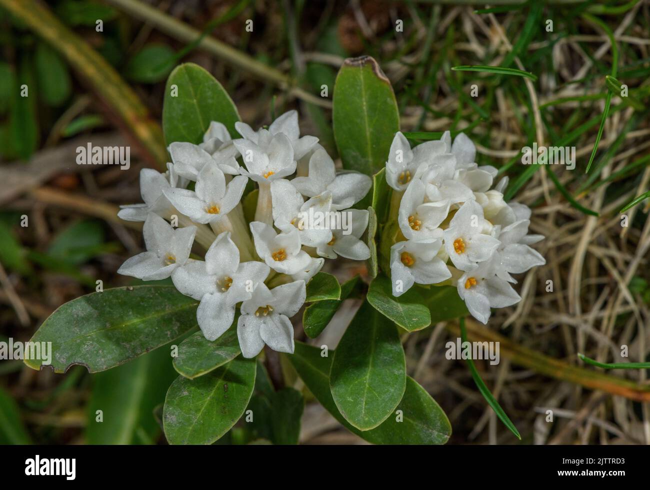 A Daphne, Daphne blagyana in flower in the Pindos Mountains. Balkan ...