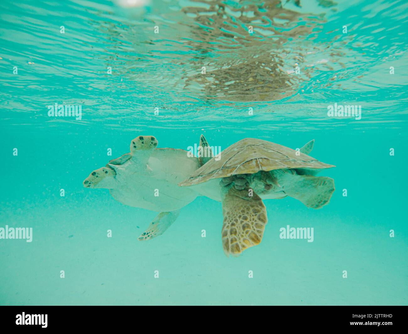 Sea turtle swimming underwater Stock Photo - Alamy