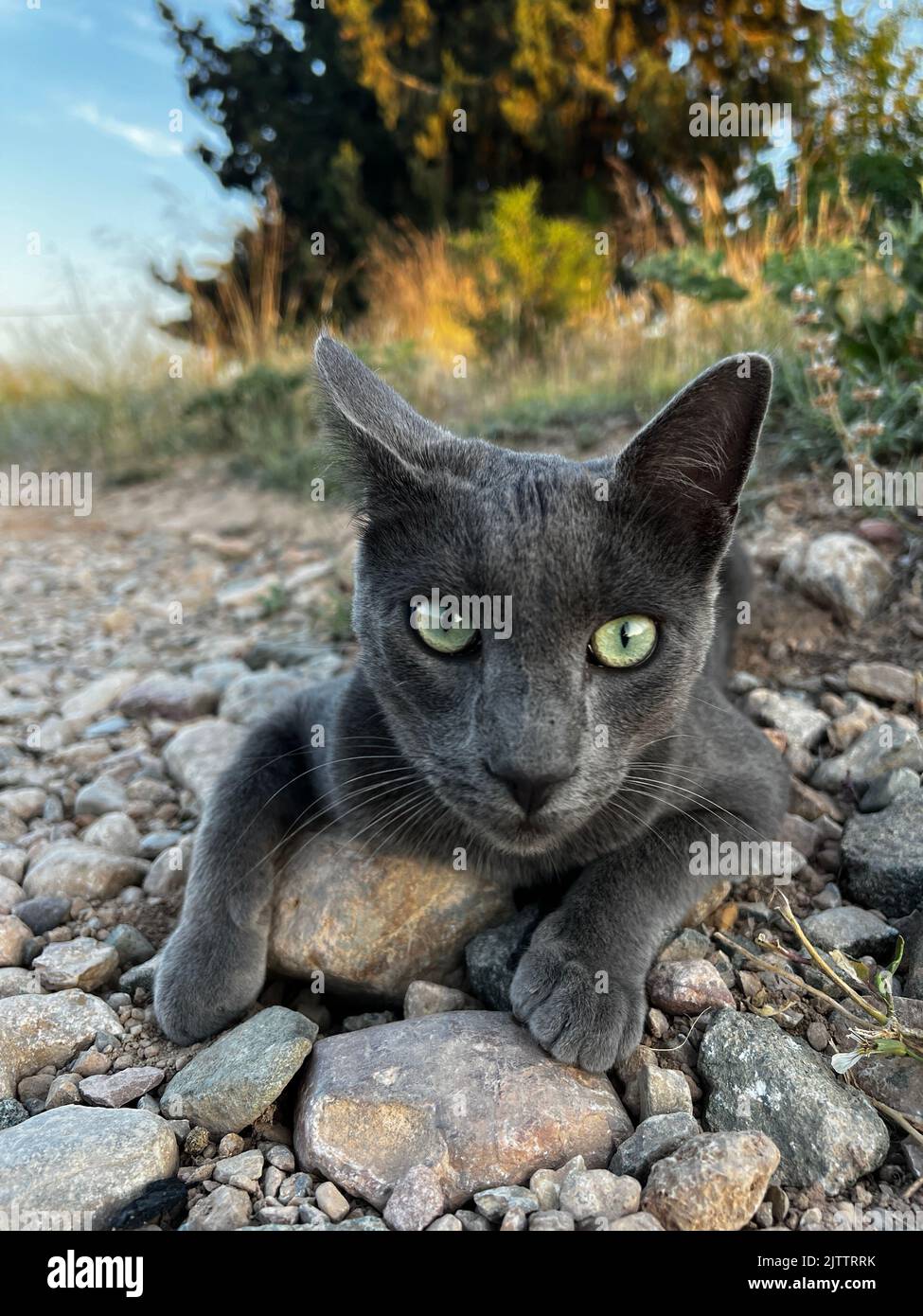 A vertical closeup of a gray cat lying on stones and looking at the ...