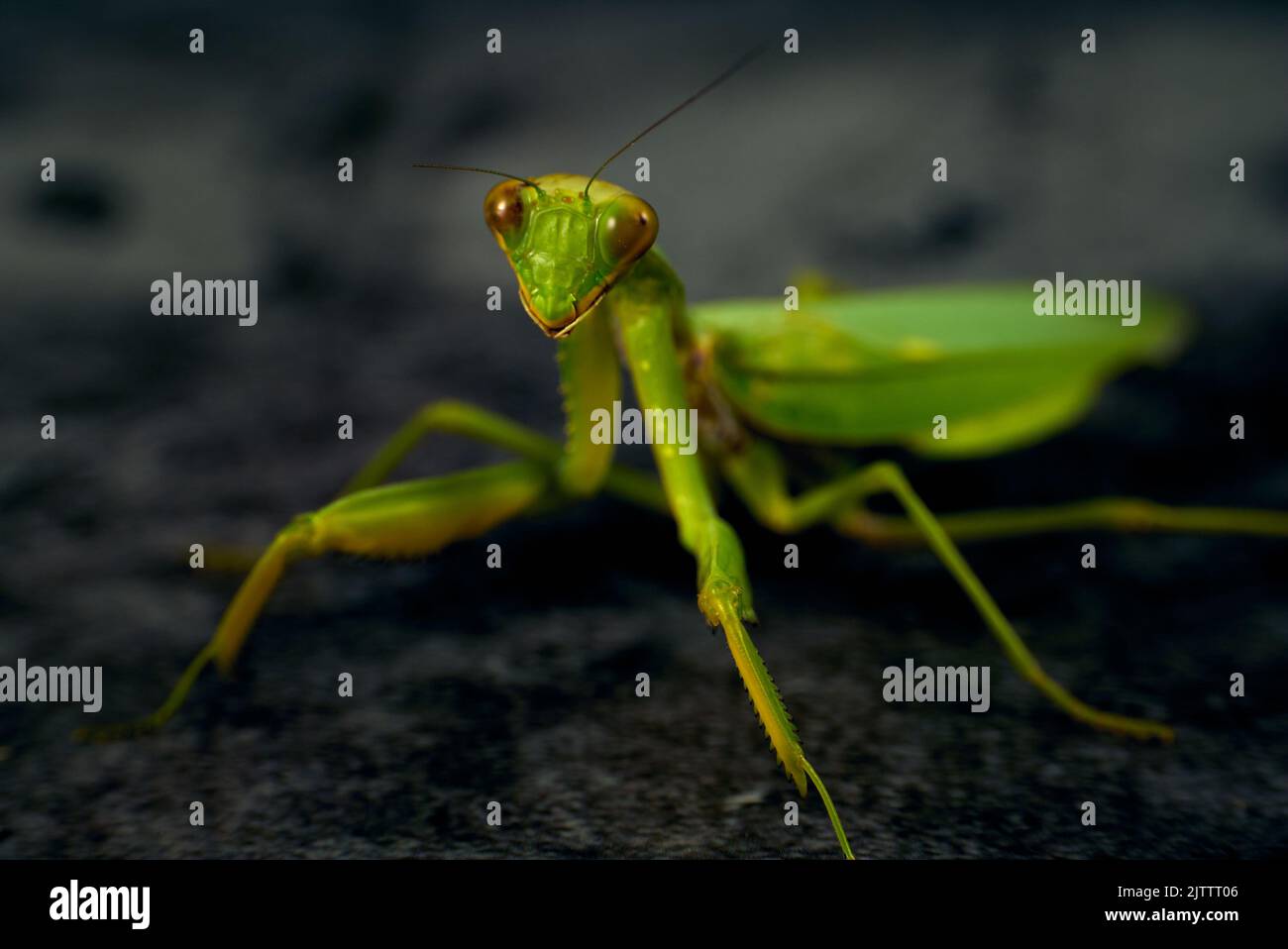 Large green praying mantis on a black background Stock Photo - Alamy