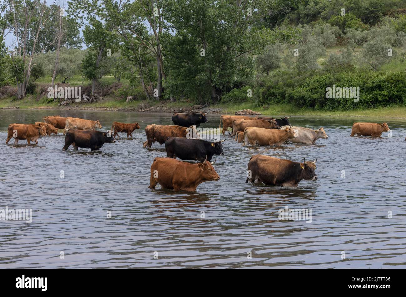 Cattle herd grazing by Lake Kerkini, walking through flooded areas ...
