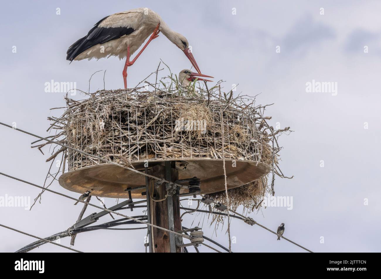 White storks, Ciconia ciconia, on their nest with Spanish sparrows ...