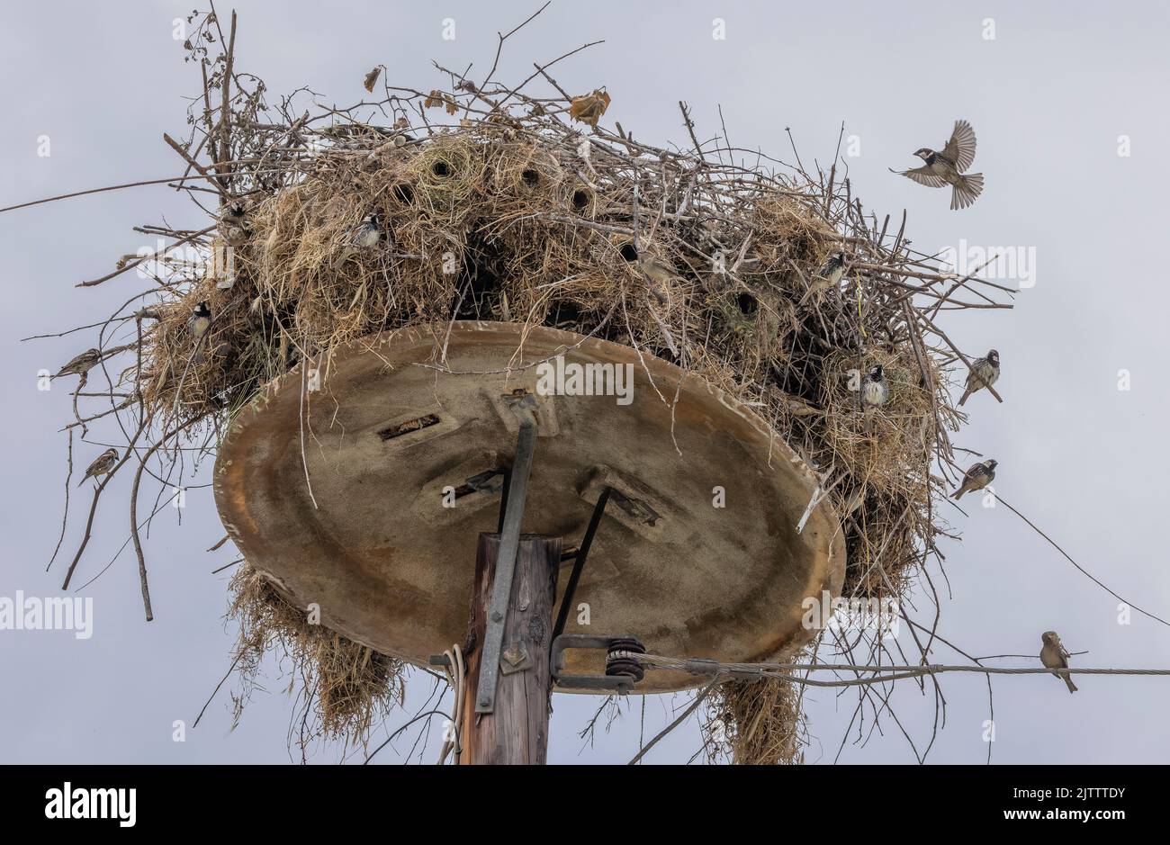 Spanish sparrows, Passer hispaniolensis, nesting in the nest of White ...