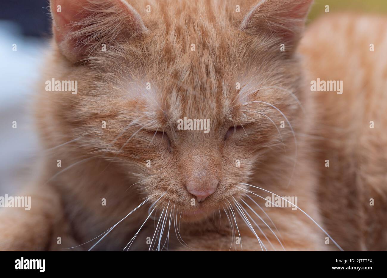 A red tabby cat close-up. Mouth with a red cat's mustache. Brindle fur ...