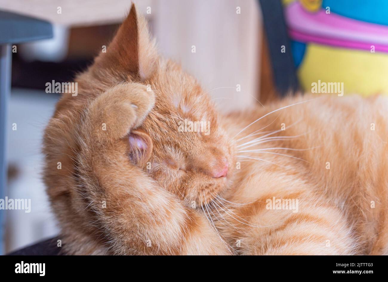 A red tabby cat close-up. Mouth with a red cat's mustache. Brindle fur ...