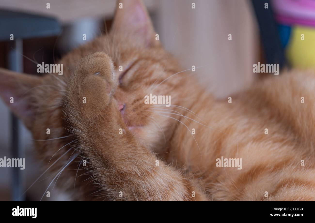 A red tabby cat close-up. Mouth with a red cat's mustache. Brindle fur ...