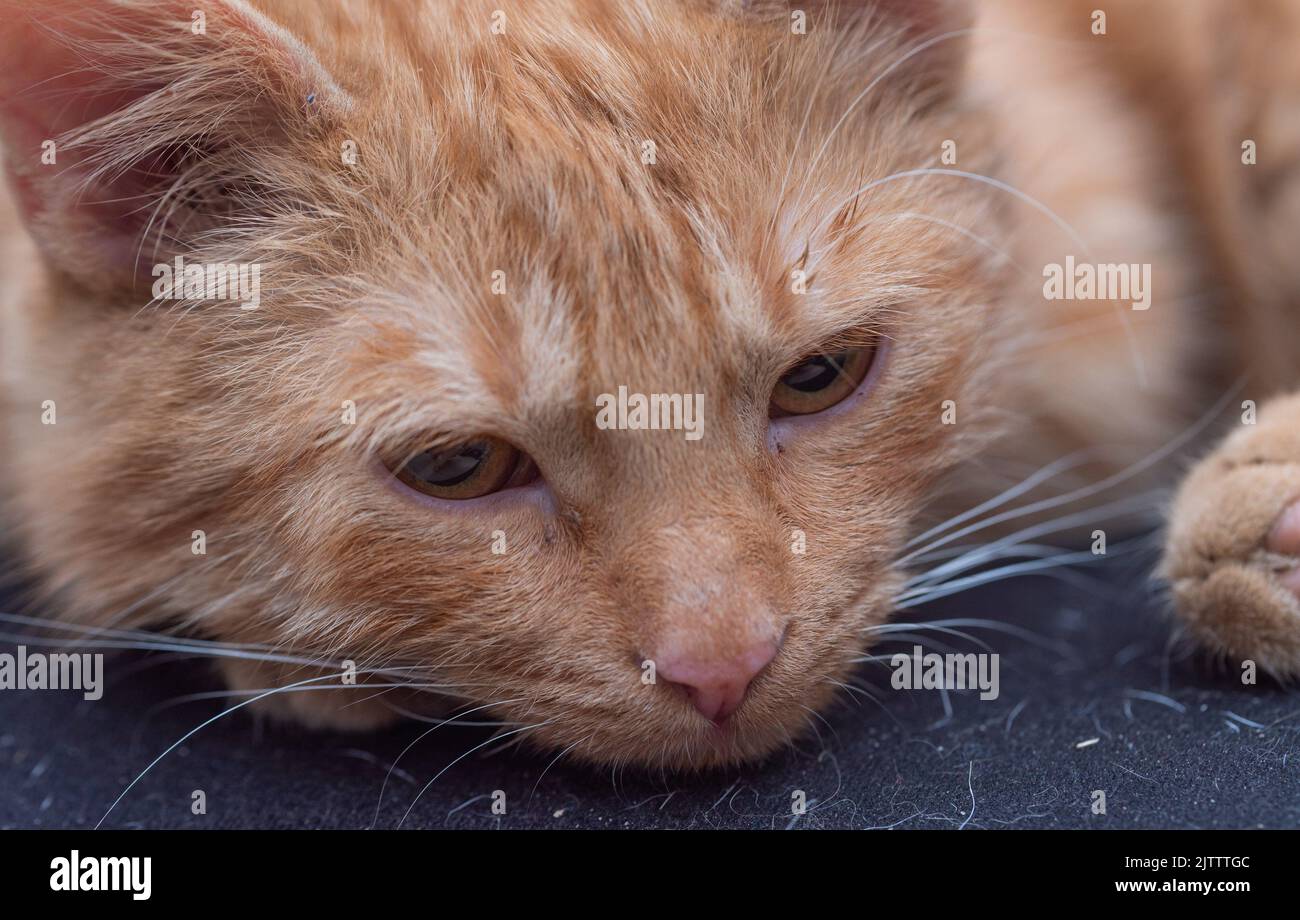 A red tabby cat close-up. Mouth with a red cat's mustache. Brindle fur ...