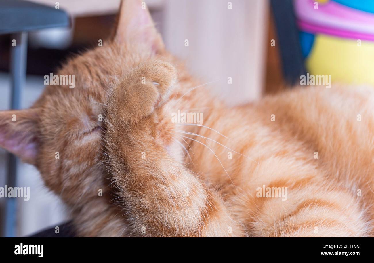 A red tabby cat close-up. Mouth with a red cat's mustache. Brindle fur ...