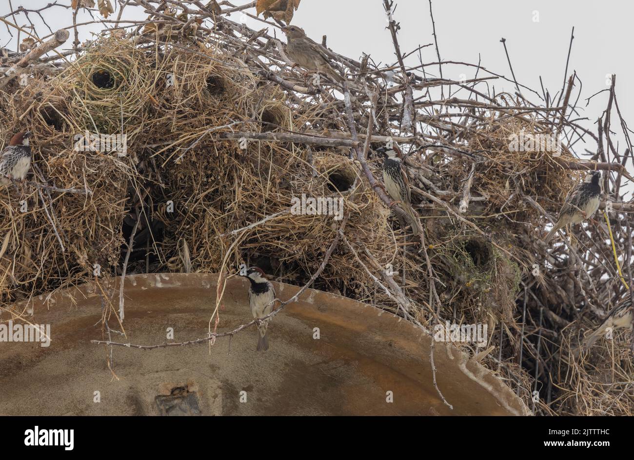 Spanish sparrows, Passer hispaniolensis, nesting in the nest of White ...