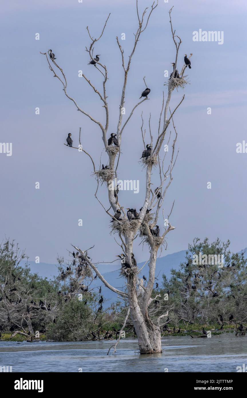 Common Cormorant, Phalacrocorax carbo, breeding tree in Lake Kerkini ...