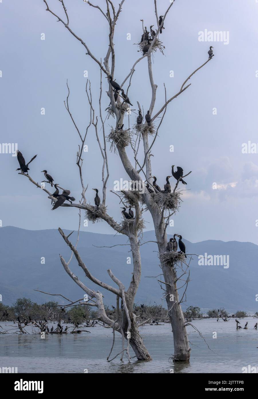 Common Cormorant, Phalacrocorax carbo, breeding tree in Lake Kerkini ...