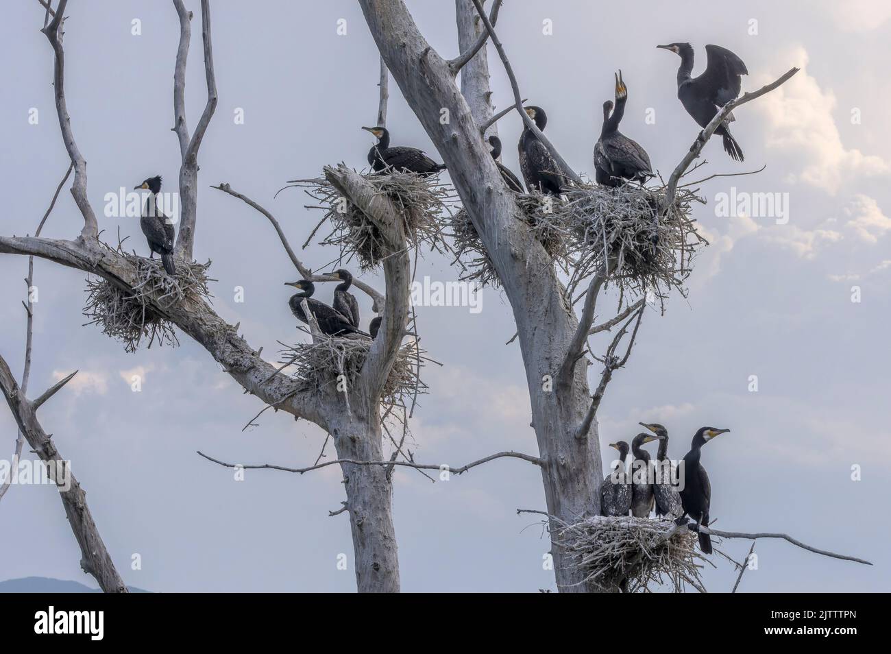 Common Cormorant, Phalacrocorax carbo, breeding tree in Lake Kerkini ...