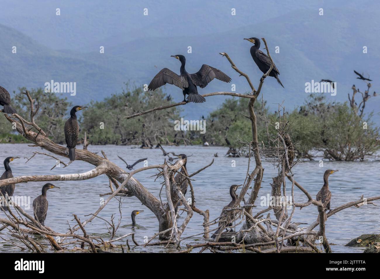 Common Cormorant, Phalacrocorax carbo, roosting in tree in Lake Kerkini ...