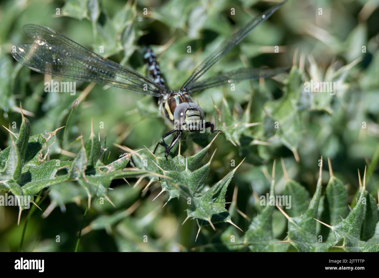 Common hawker dragonfly or Aeshna juncea in its natural habitat Stock ...