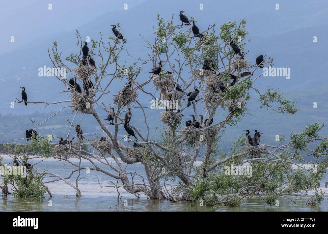 Common Cormorant, Phalacrocorax carbo, breeding tree in Lake Kerkini ...