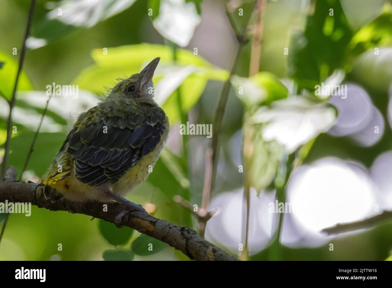 Young golden oriole, oriolus oriolus, on a moss covered twig in summer ...