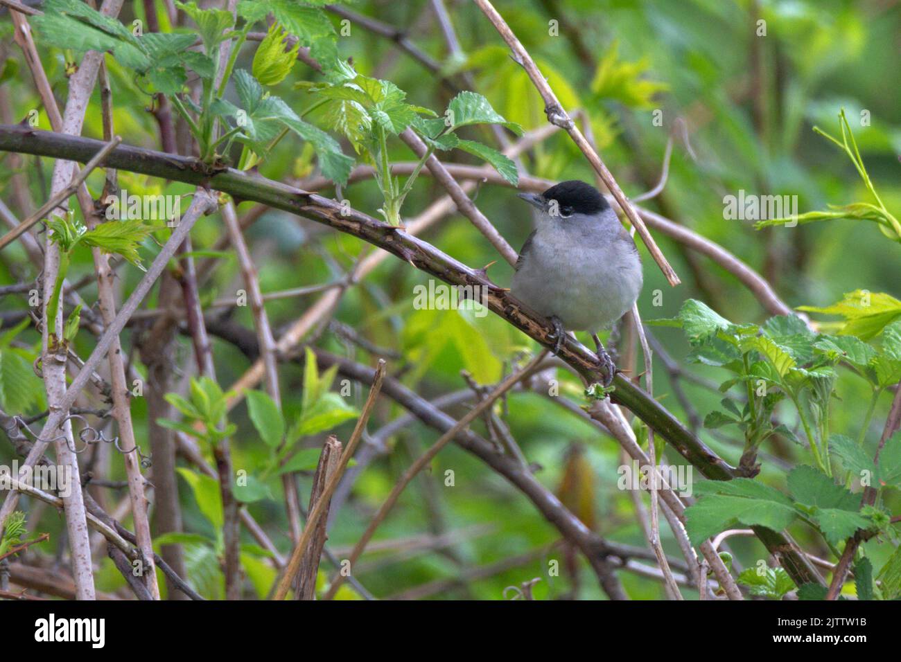 Perching male Eurasian blackcap or Sylvia atricapilla in spring forest ...