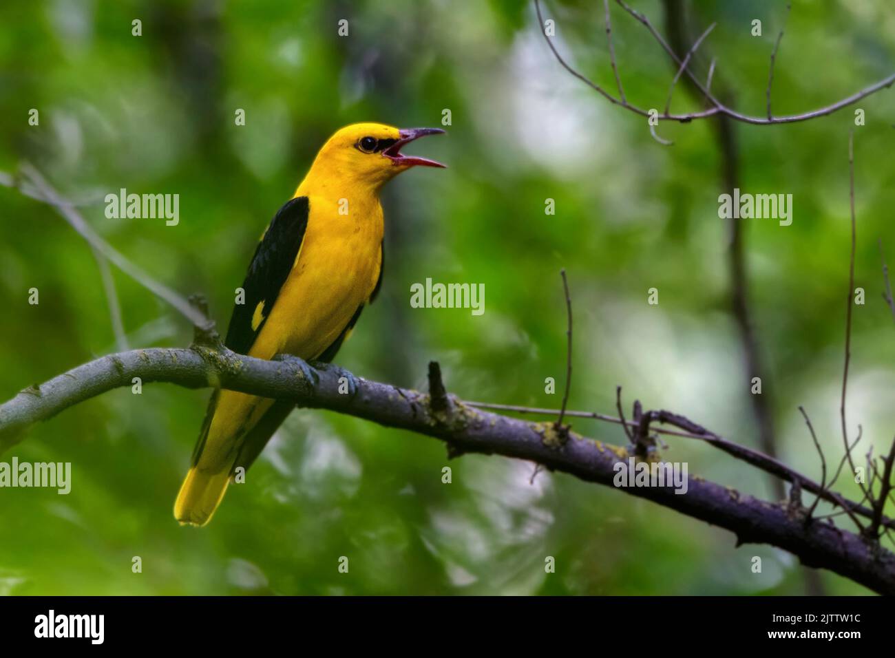 Male adult golden oriole, oriolus oriolus, on a moss covered twig in ...