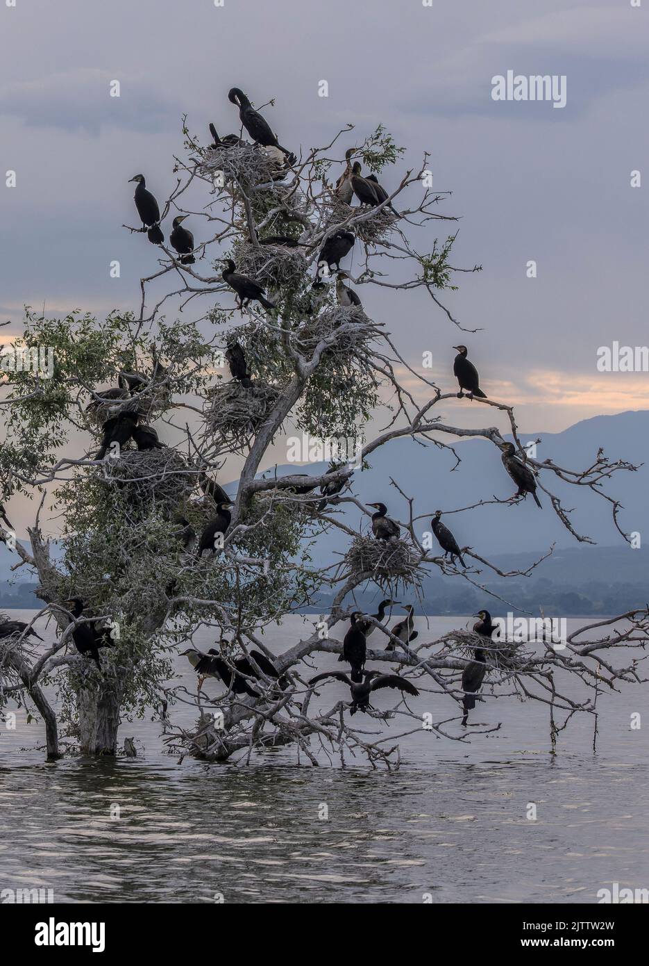 Common Cormorant, Phalacrocorax carbo, breeding tree in Lake Kerkini ...