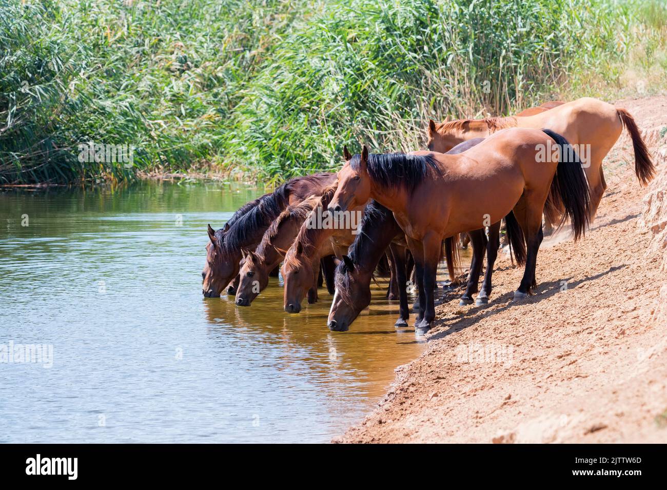 Herd of wild horses or mustangs drink water in steppe of Kalmykia Stock ...