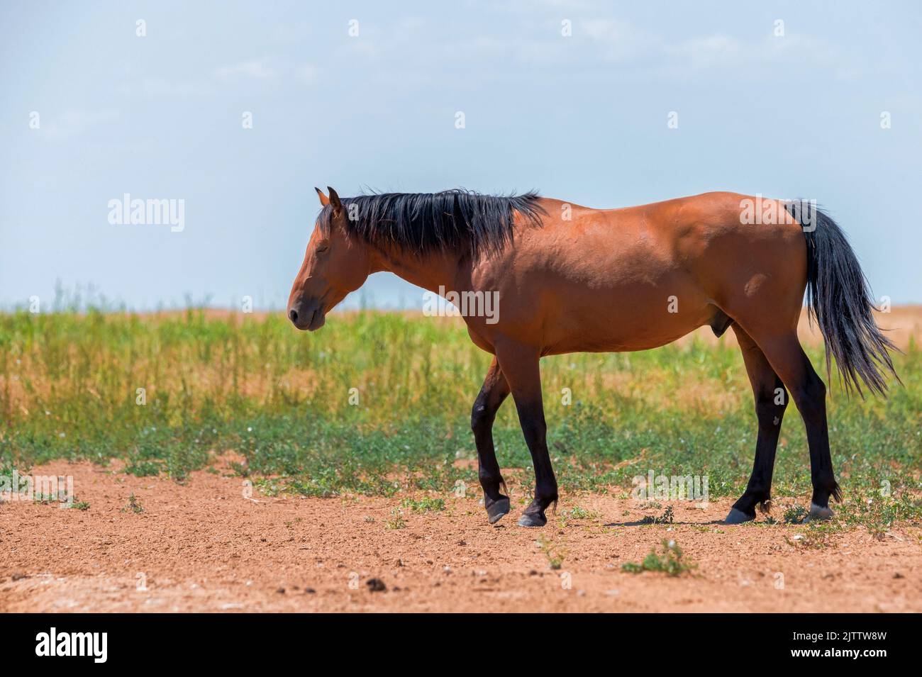 Black bay mustang wild horse hi-res stock photography and images - Alamy