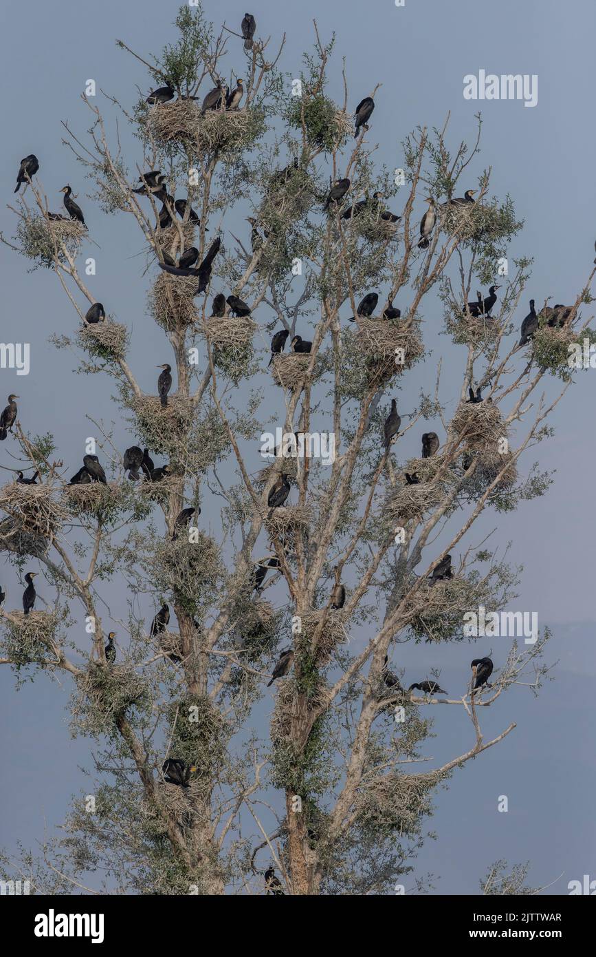 Common Cormorant, Phalacrocorax carbo, breeding tree in Lake Kerkini ...