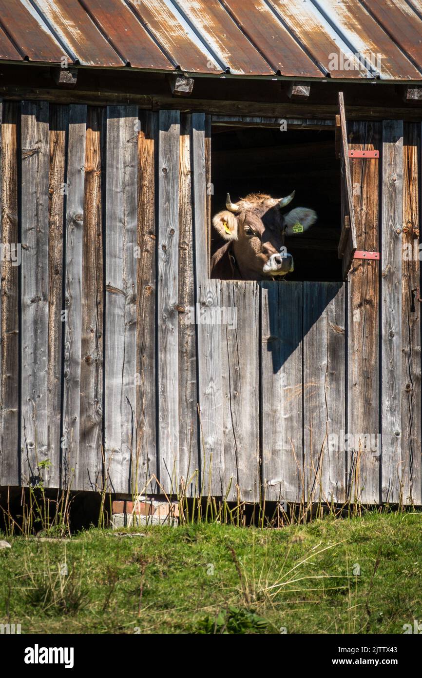 Cow head out window hi-res stock photography and images - Alamy