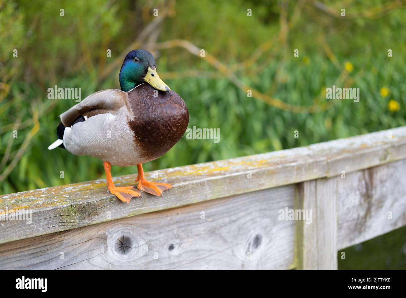 Close side view of a duck looking at camera standing on a handrail ...