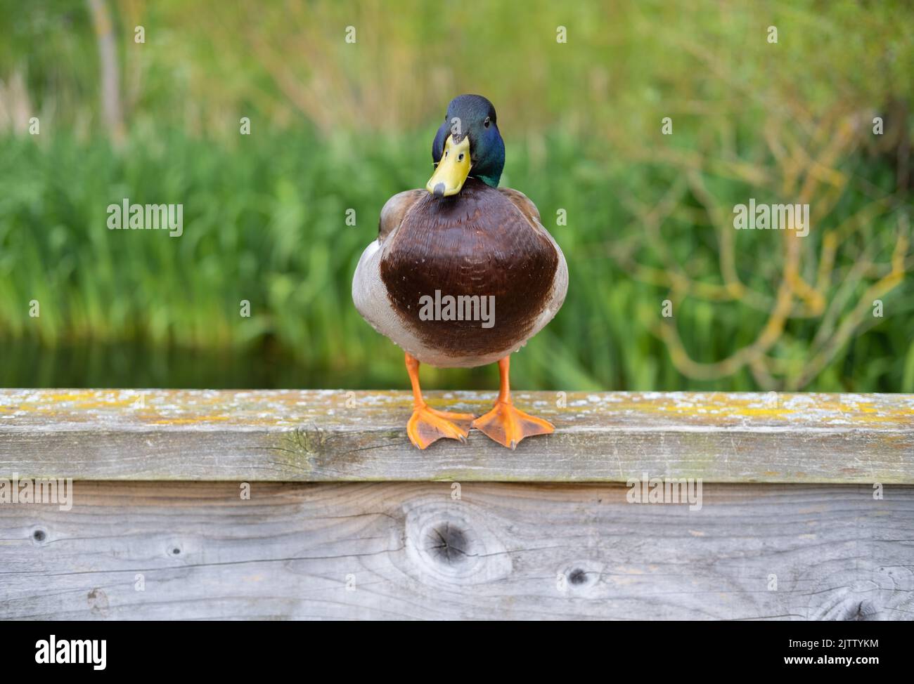 Front view of a duck resting on a handrail looking at camera Stock ...
