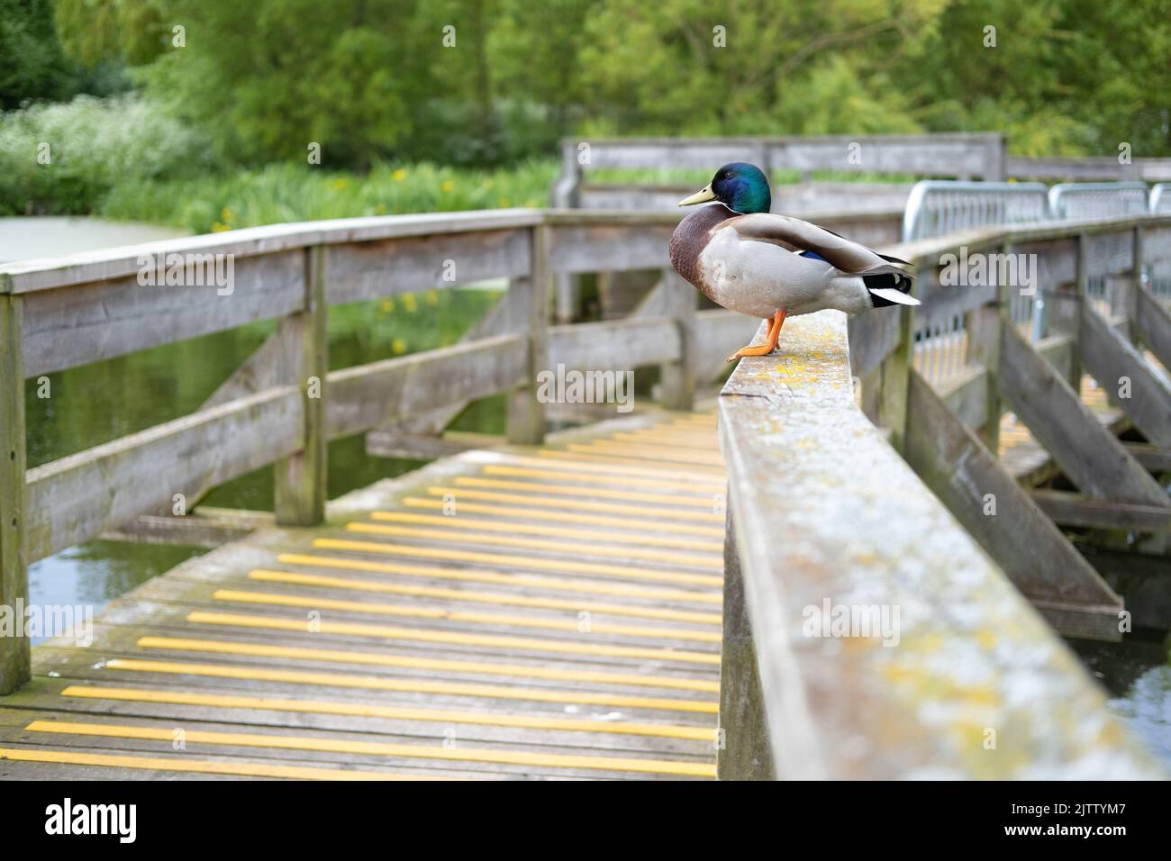 Duck side eye hi-res stock photography and images - Alamy
