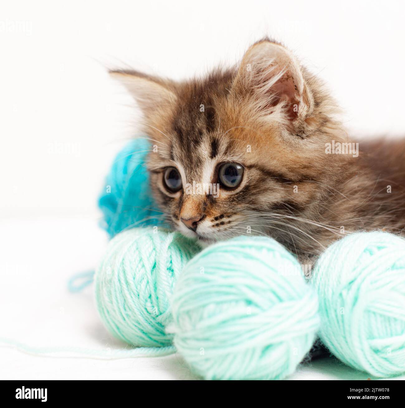 Striped cat with blue balls, skeins of thread on a white bed. An ...