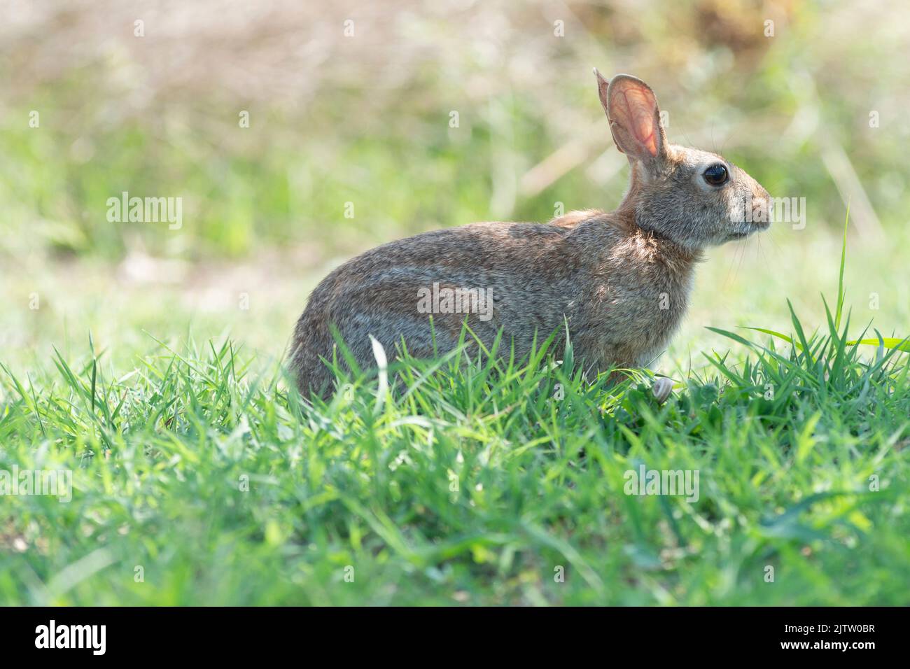 Italy, Lombardy, Crema, Parco del Serio, Eastern Cottontail Rabbit ...