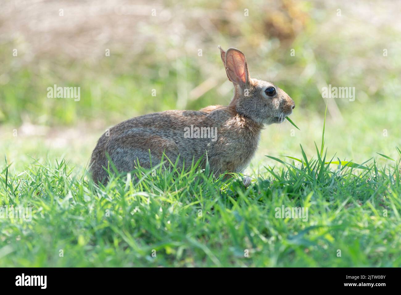 Italy, Lombardy, Crema, Parco del Serio, Eastern Cottontail Rabbit ...