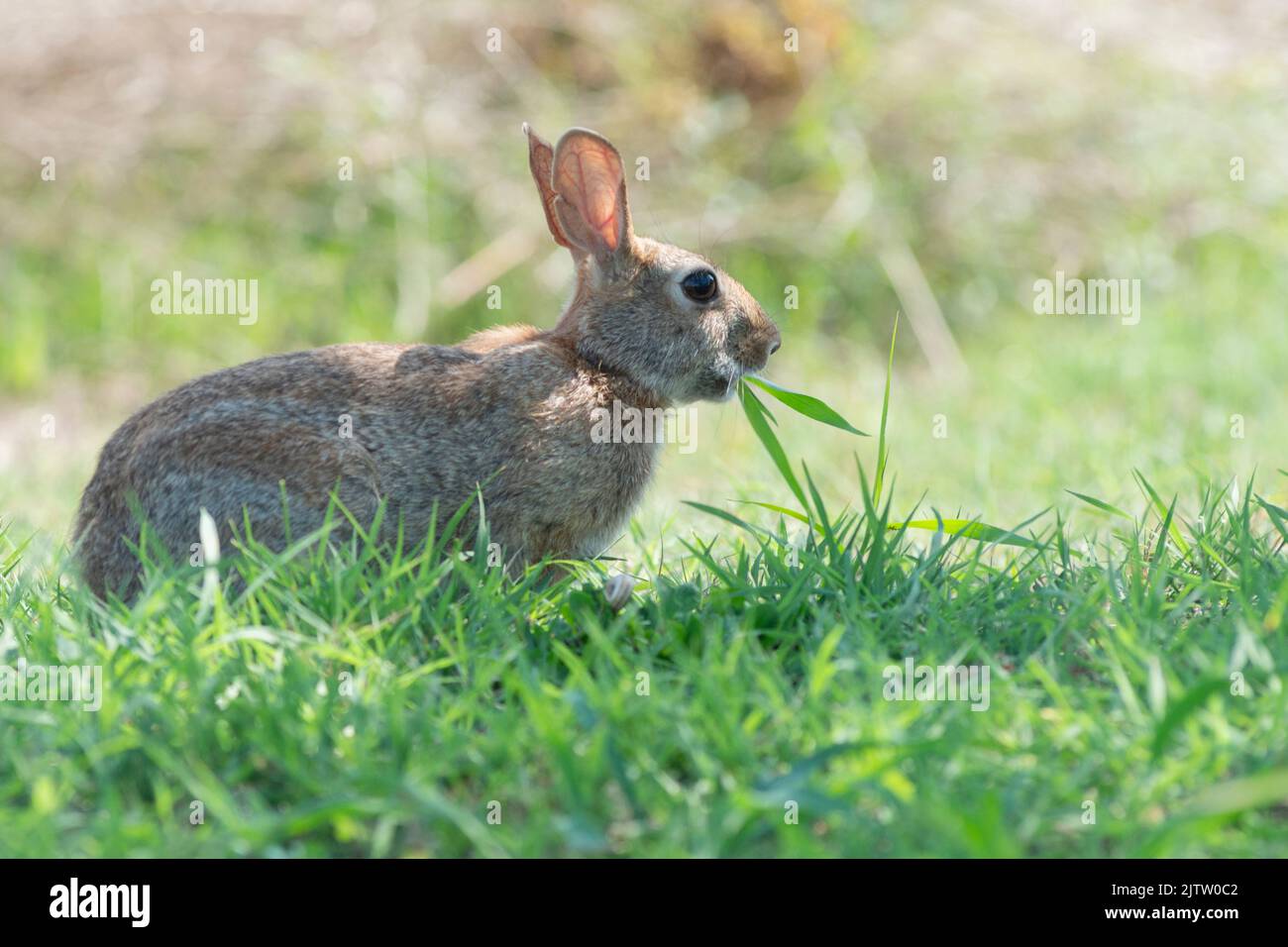 Italy, Lombardy, Crema, Parco del Serio, Eastern Cottontail Rabbit ...