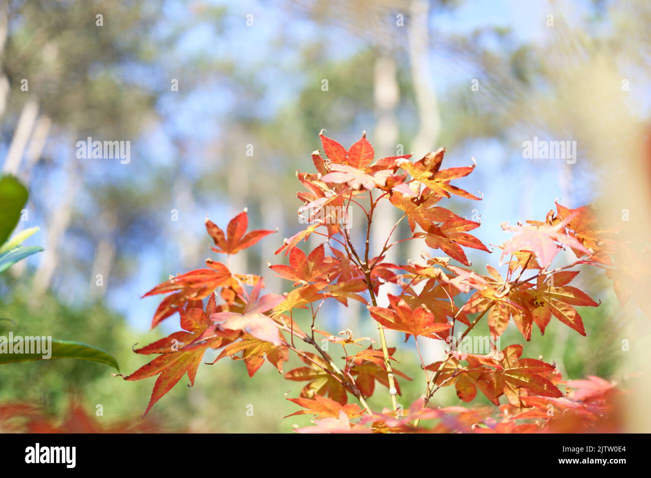 Acer japonicum, Amur maple, Japanese-maple fullmoon maple, Japan ...