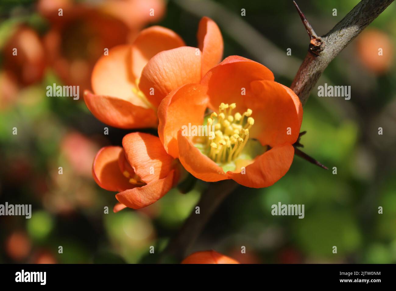 Red orange flowering quince hi-res stock photography and images - Alamy