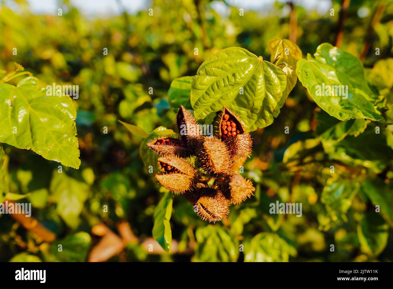 A view of the annatto plantation in Mato Grosso do Sul. Annatto is ...