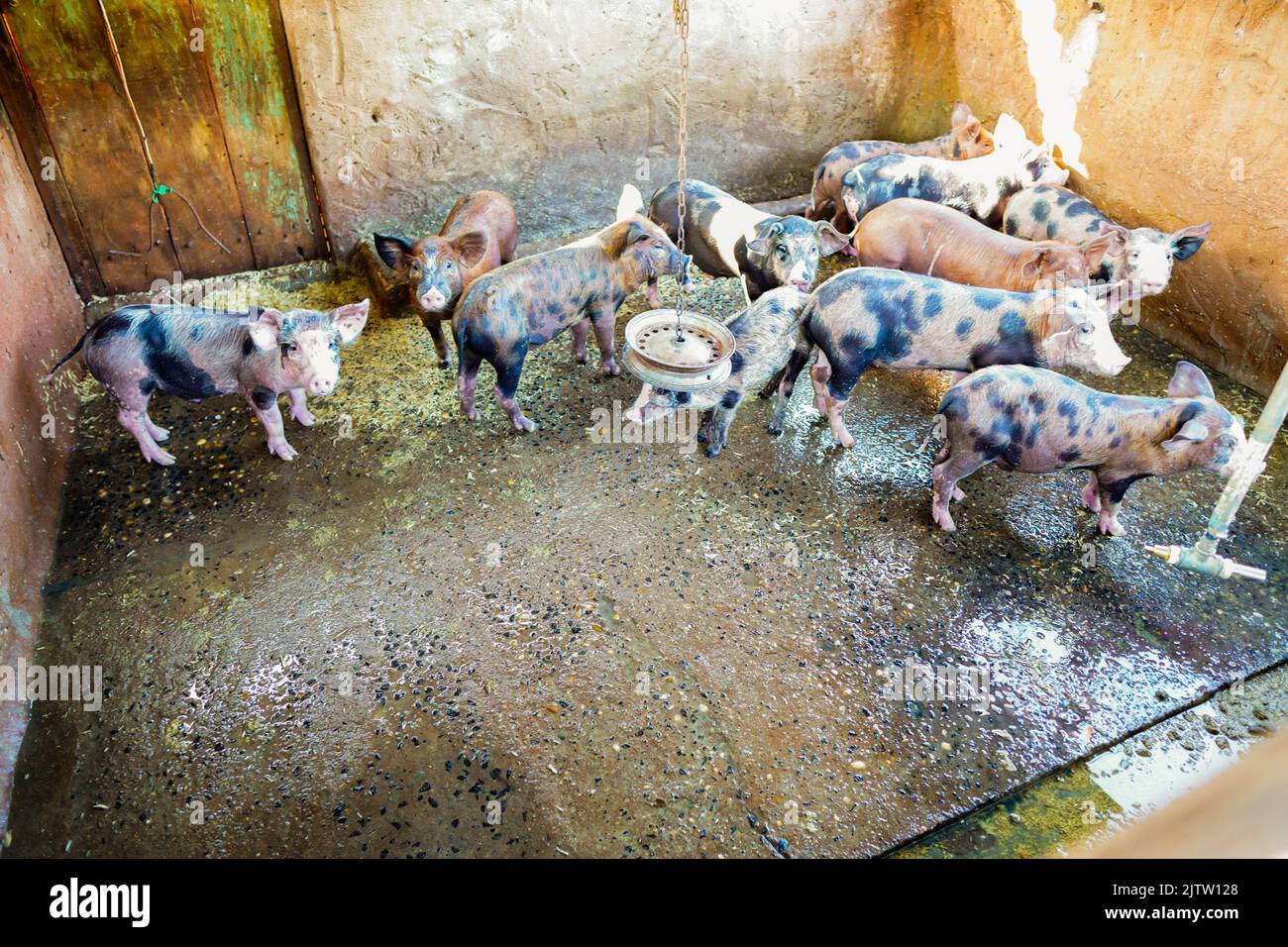 The battery-cage pig farming at a rural family farm in Mato Grosso do ...