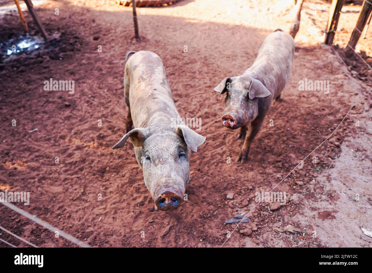 The battery-cage pig farming at a rural family farm in Mato Grosso do ...