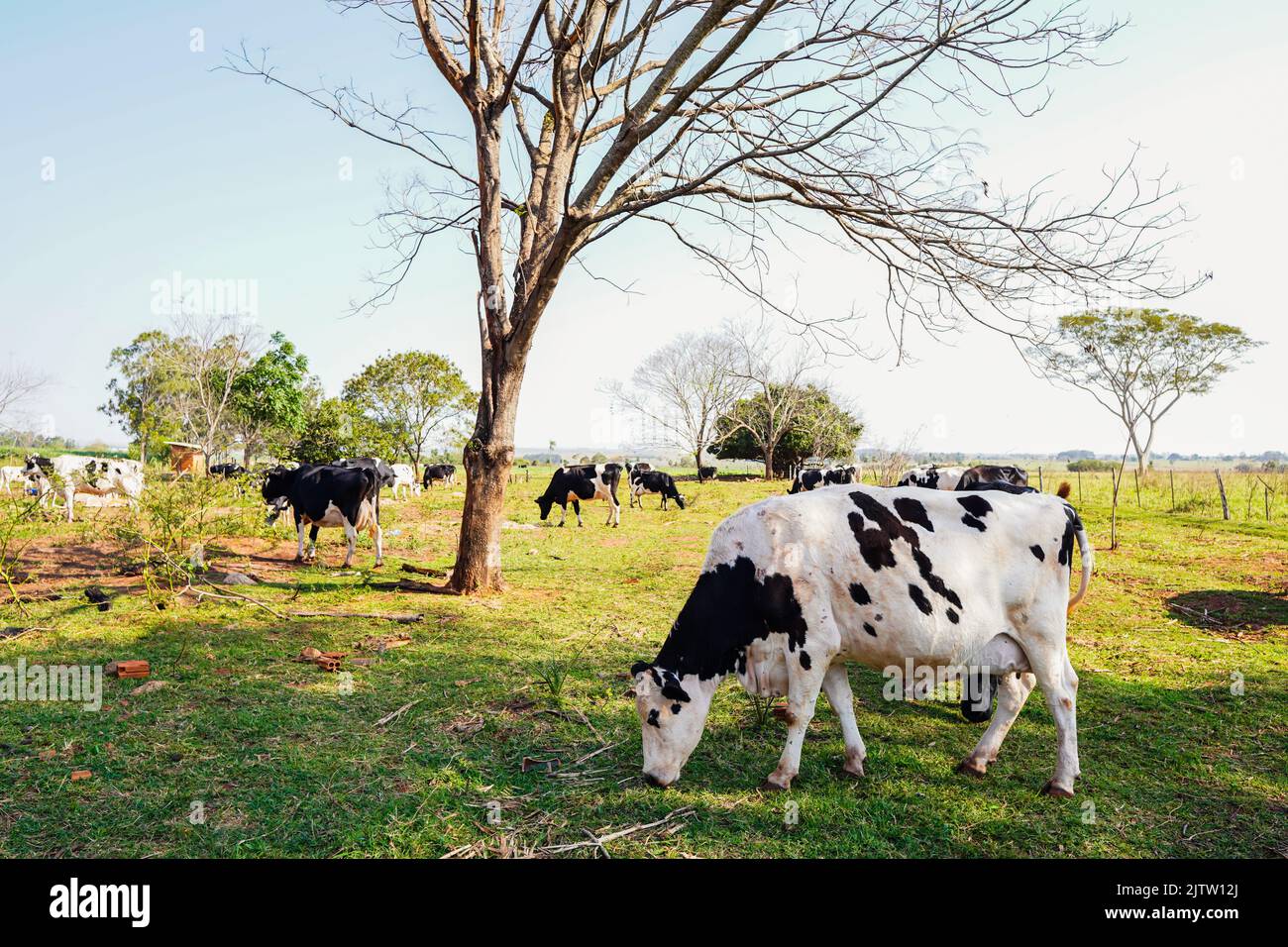 Holstein dairy cows seen grazing on a family farm in Mato Grosso do Sul ...